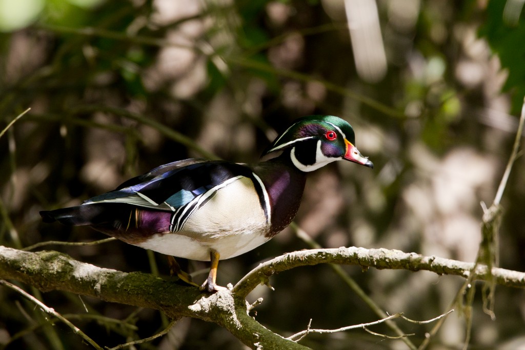 Photo Issue: Nathan Gardner • The Louisville Cardinal